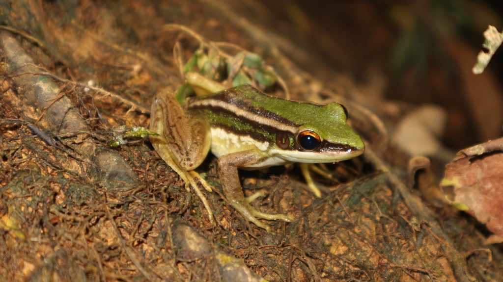 Green Paddy Frog from West Kalimantan, Indonesia on November 18, 2023 ...
