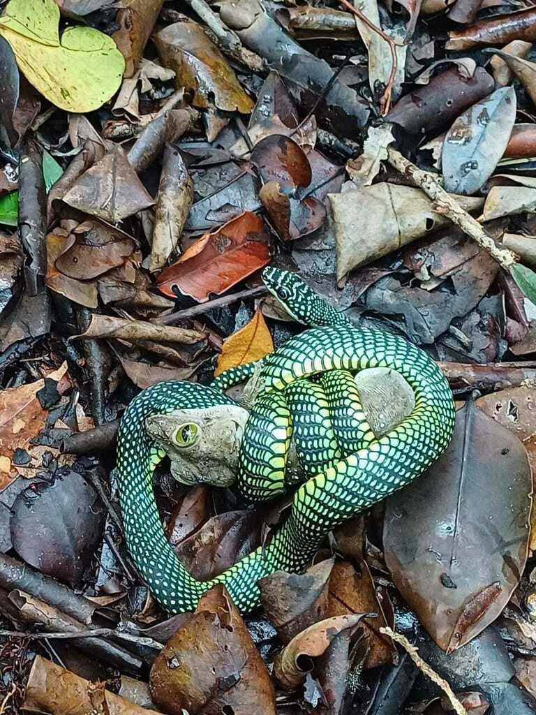 Paradise Flying Snake from West Kalimantan, Indonesia on November 24 ...