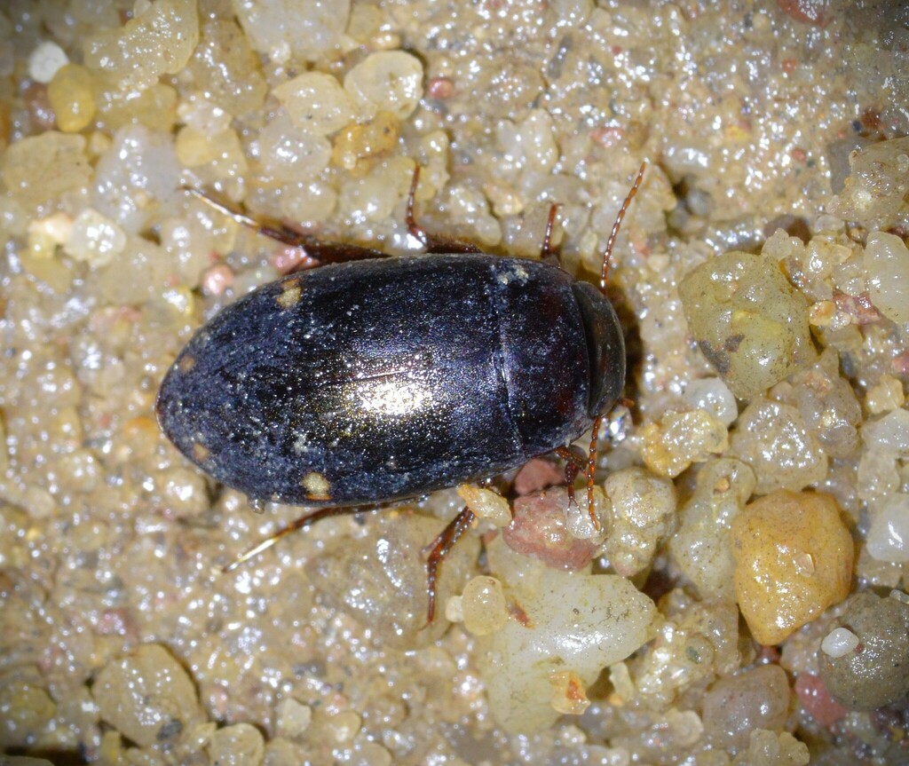 Agabus didymus from 91301 Forchheim, Deutschland on July 5, 2021 at 10:22 PM by uwe_kaempf ...