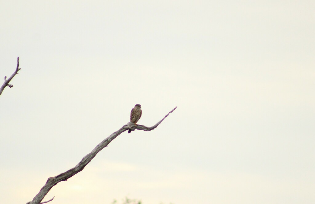 Merlin from Colorado County, TX, USA on November 27, 2023 at 04:55 PM ...