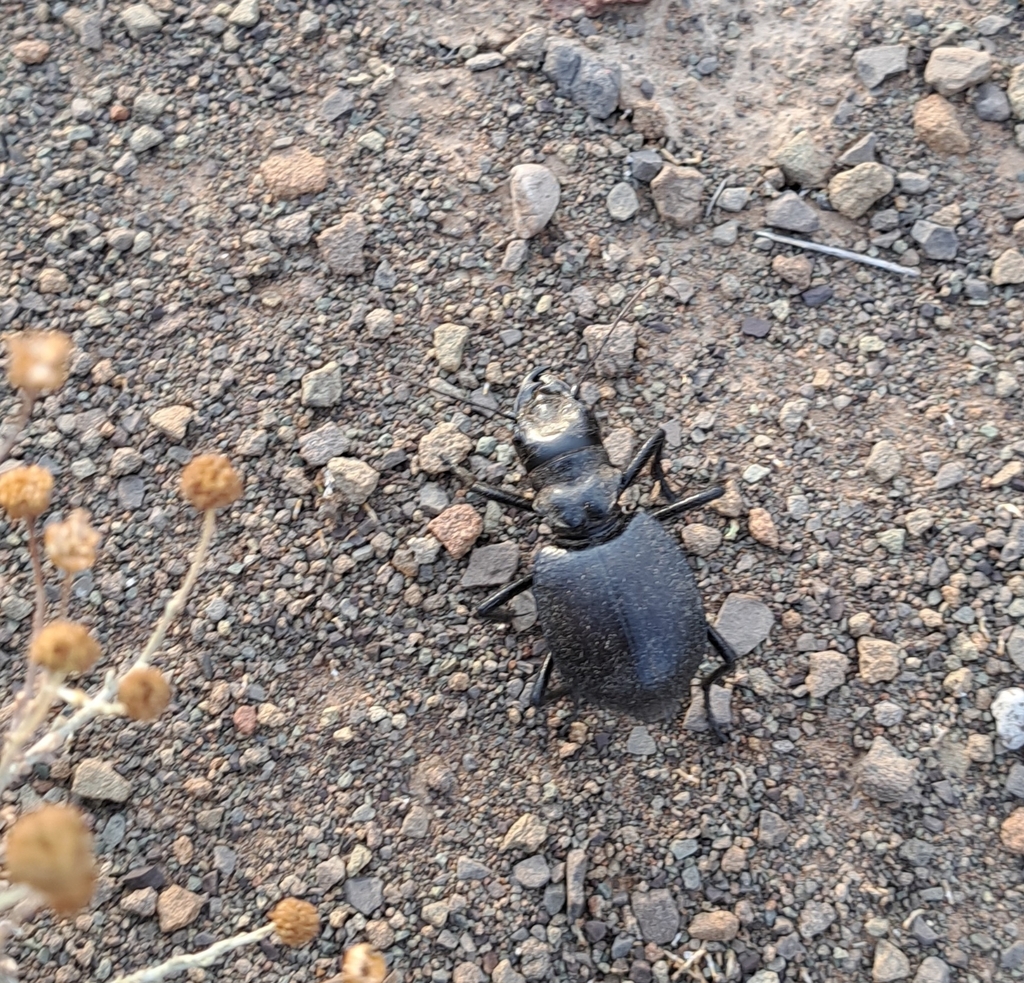 Monster Tiger Beetles from Beaufort West Municipality, South Africa on ...