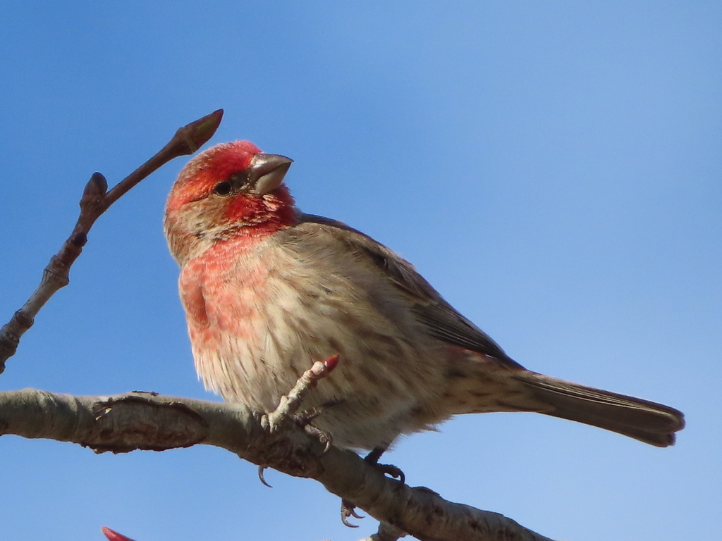 House Finch from Maple Lawn, Fulton, MD 20759, USA on November 30, 2023 ...