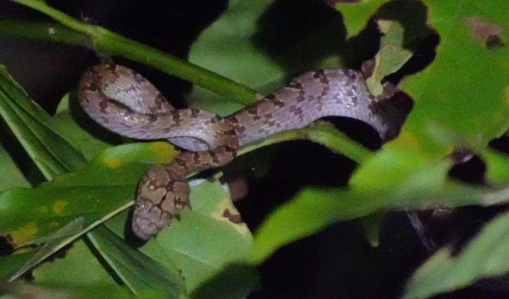 Madagascar Brook Snakes from Antitorona, Madagascar on November 9, 2023 ...