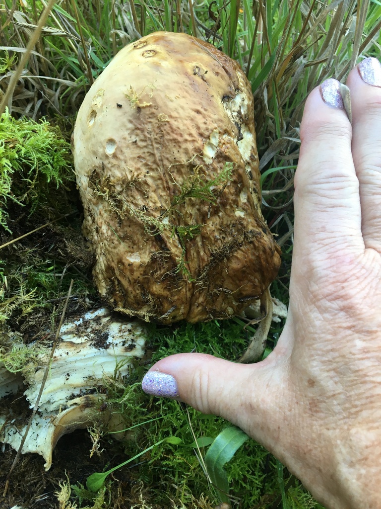 Blushing Bride Amanita from Little River, CA, USA on November 29, 2023 ...