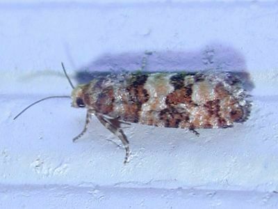 White Pine Coneborer Moth from Floyd Bennet Field, Brooklyn, NY, USA on ...