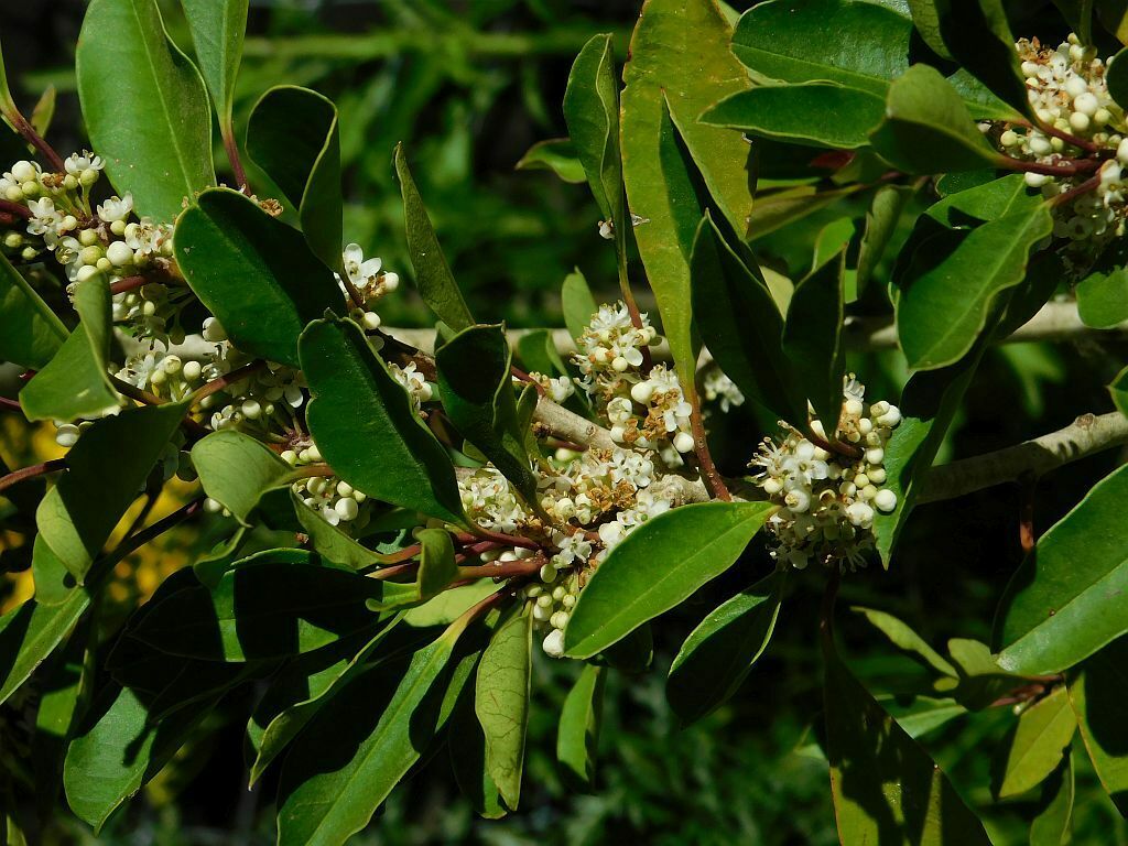 Cape Holly from Greyton, 7233, South Africa on November 27, 2023 at 07: ...