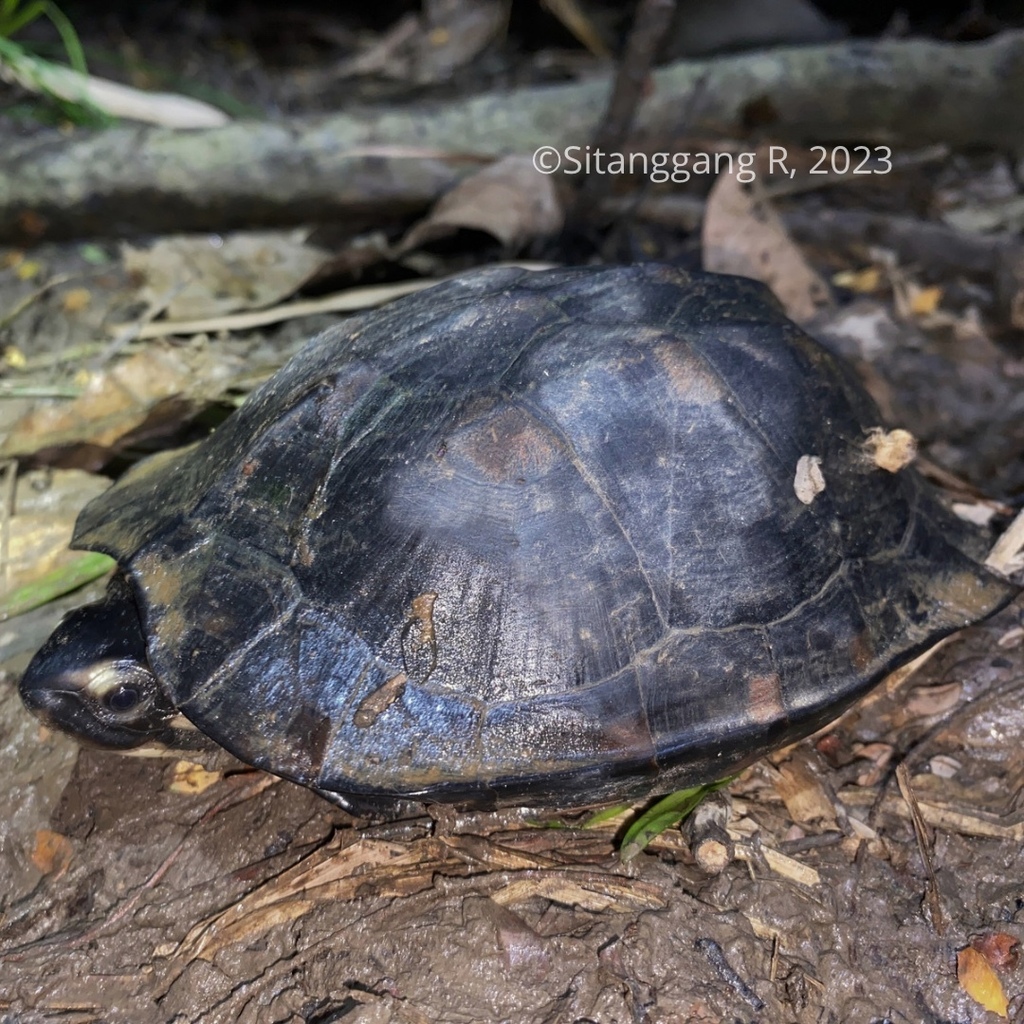 Black Marsh Turtle in November 2023 by xrmdas351 · iNaturalist