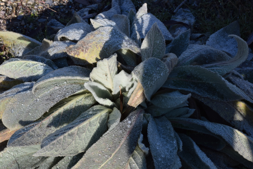 great mullein from Davis County, UT, USA on November 25, 2023 at 12:10 ...