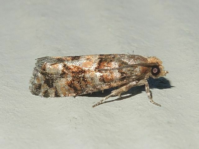 White Pine Coneborer Moth from Jamaica Bay Wildlife Refuge, Queens, NY ...