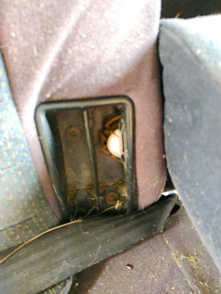 Armed Spiders from Cruzeiro do Sul, AC on October 28, 2023 at 02:55 PM ...