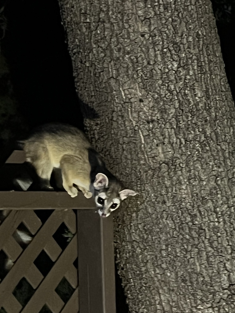 Ringtail from Coronado National Forest, Nogales, AZ, US on October 17 ...