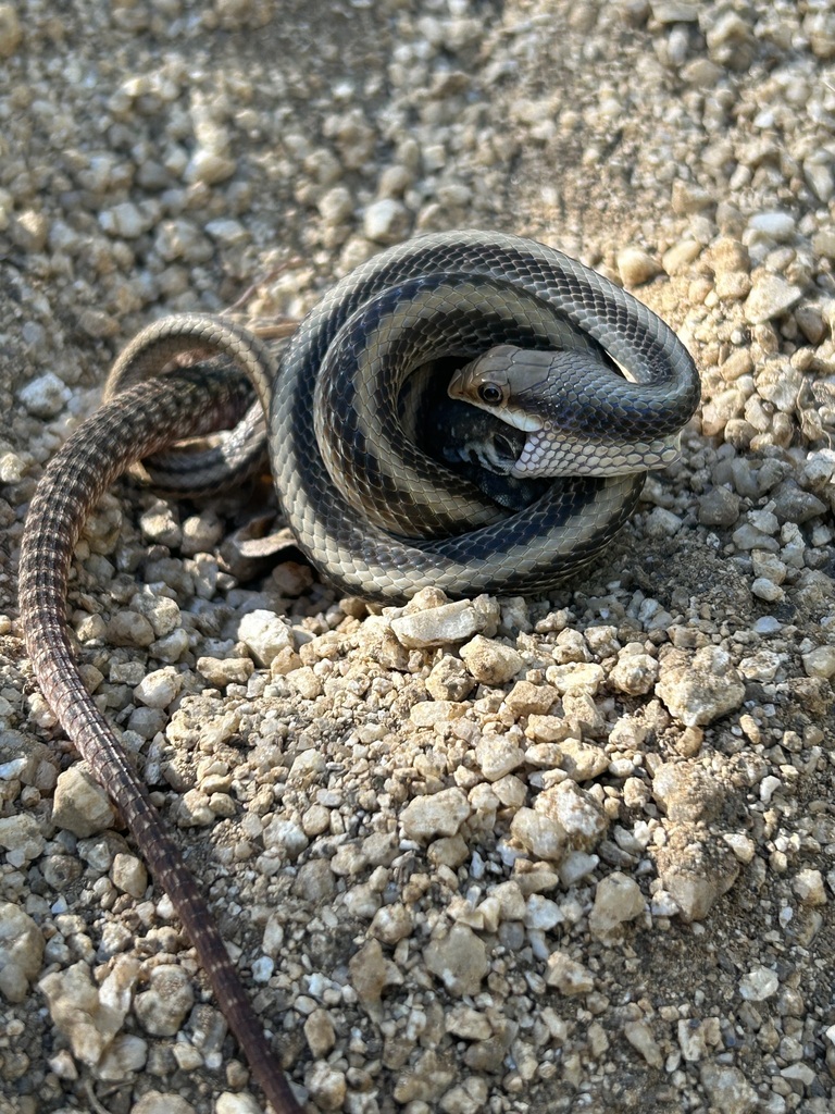 Western Patch-nosed Snake from La Paz, BCS, Mexico on November 21, 2023 ...