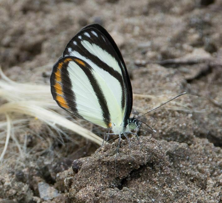 Itaballia pandosia from Tambopata-Provinz, Peru on August 10, 2023 at ...
