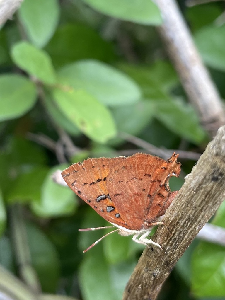 Scarlets from Magarini, Kilifi, KE on November 21, 2023 at 12:45 PM by ...