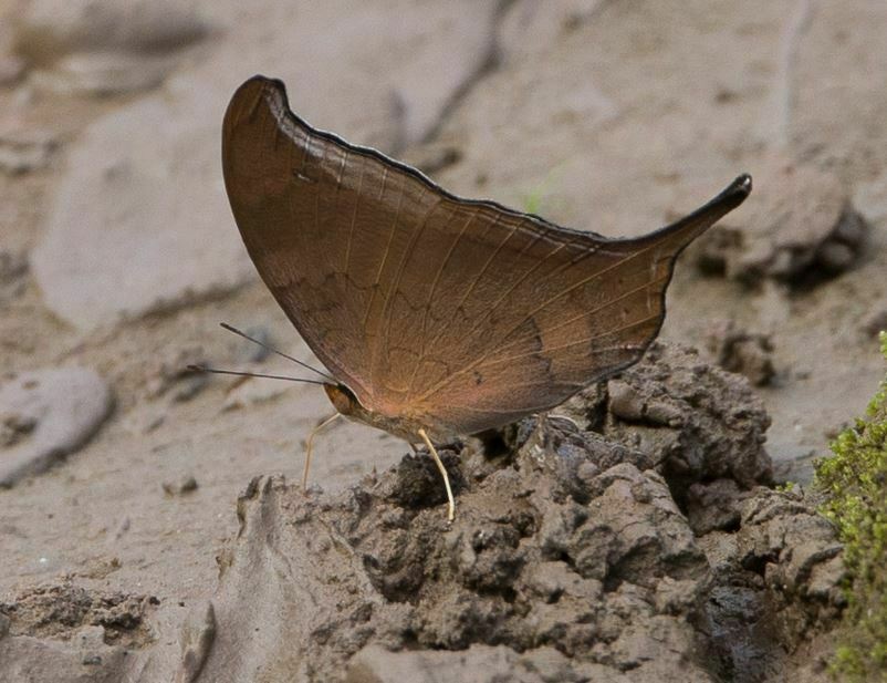 Sunset Daggerwing from Tambopata-Provinz, Peru on August 10, 2023 at 01 ...