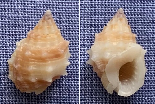 Nassarius quadrasi · NaturaLista Colombia