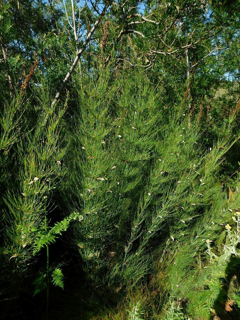 Broom reed from Noupoort Greyton, 7233, South Africa on November 27 ...