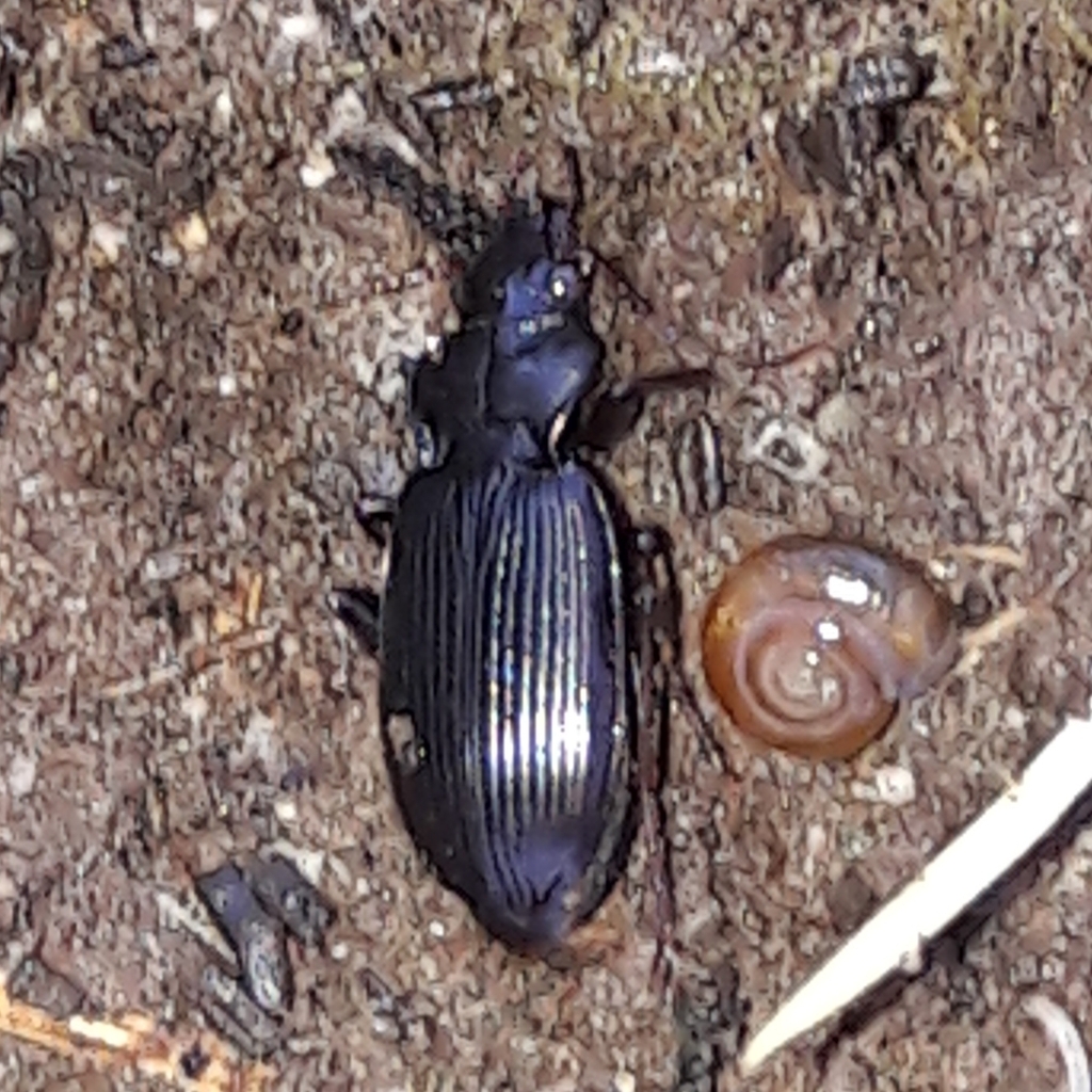 European Gazelle Beetle from 2V48+G8 Moss Fields, Stoke-on-Trent ST3 ...