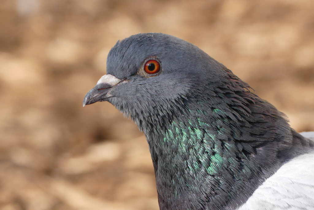 Feral Pigeon from Kensington-Chinatown, Toronto, ON, Canada on October ...