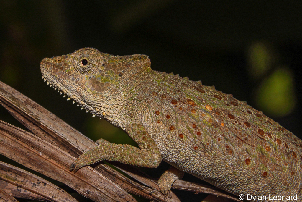 Setaro's Dwarf Chameleon from uMkhanyakude District Municipality, South ...