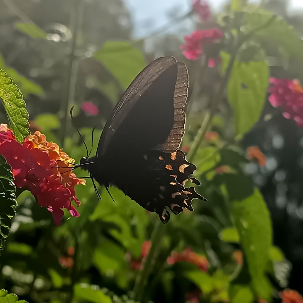 Pink-spotted Cattleheart in November 2023 by Alejandra Vázquez ...