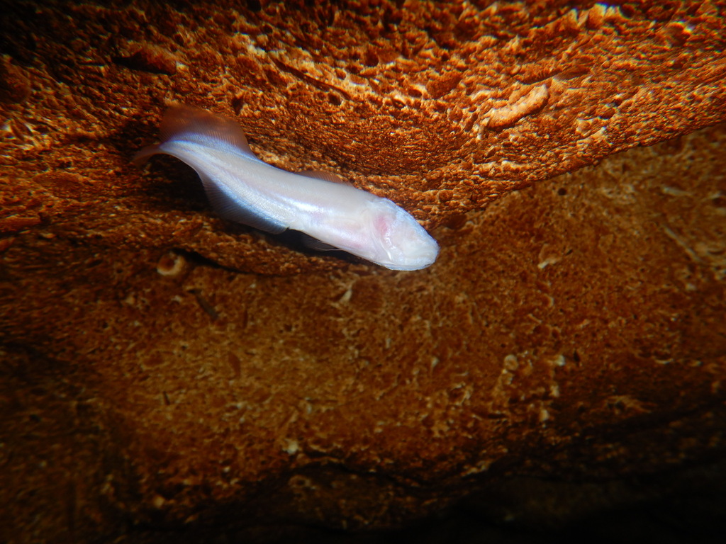 Mexican Blind Brotula from 97580 Homún, Yuc., México on August 28, 2022 ...