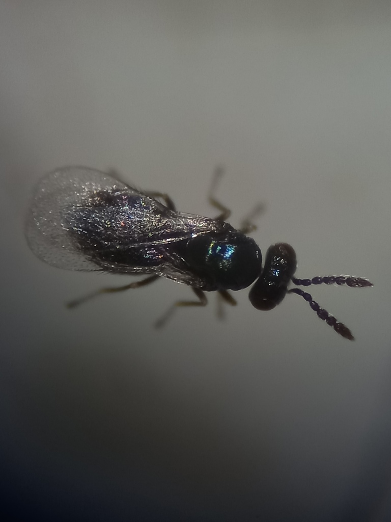 Chalcidoid Wasps from Escola Secundária José Gomes Ferreira on November ...