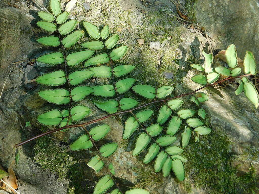 Myrtle Fern from Noupoort Greyton, 7233, South Africa on November 27 ...