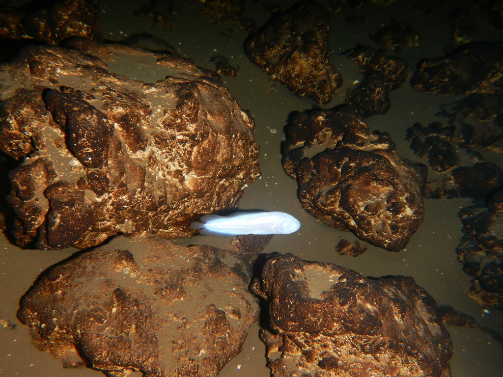 Mexican Blind Brotula in September 2022 by Efrain Chavez. Cenote Huul K ...