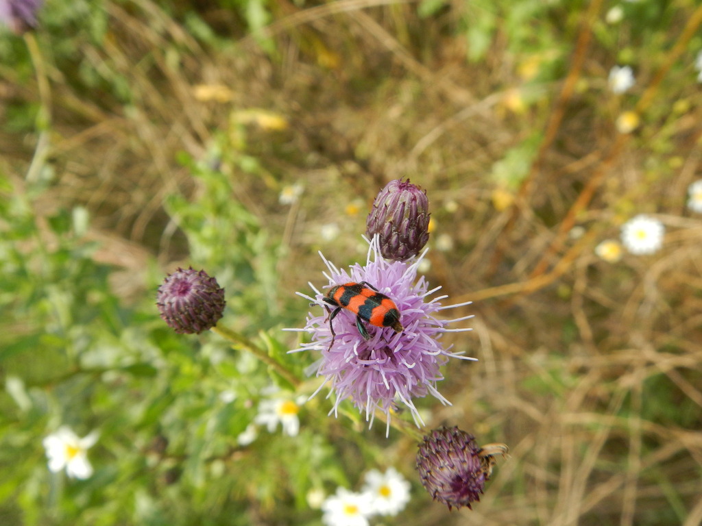 Bee-eating Beetle from Praha 12, Česko on August 12, 2021 at 05:23 PM ...