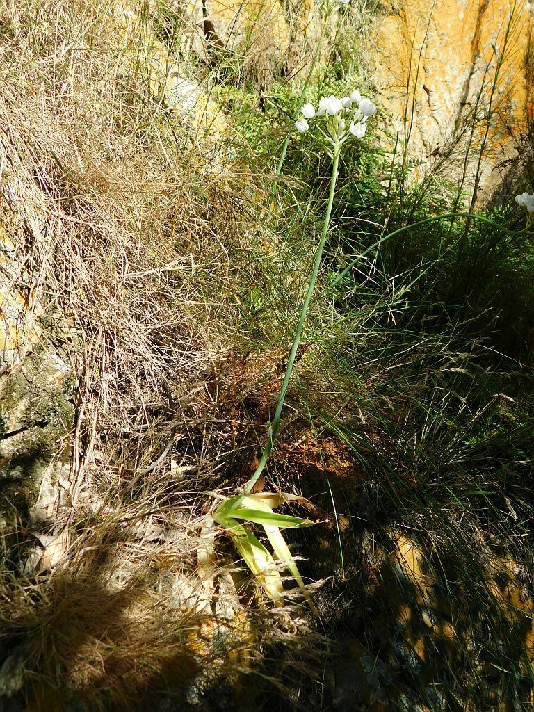 Chincherinchee from Noupoort Greyton, 7233, South Africa on November 27 ...