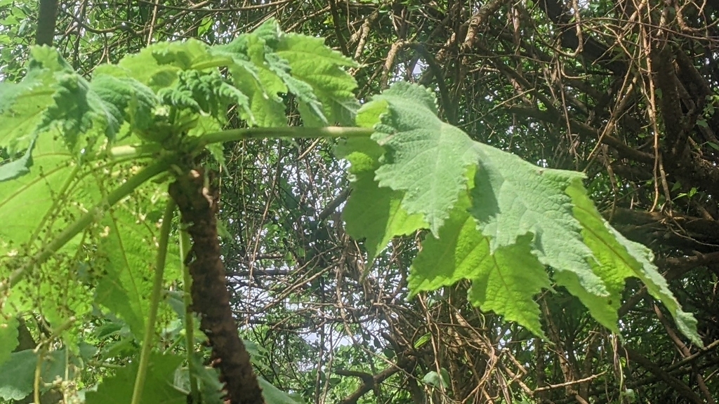 Papaya from Kayonza, Rwanda on November 22, 2023 at 01:46 PM by ...