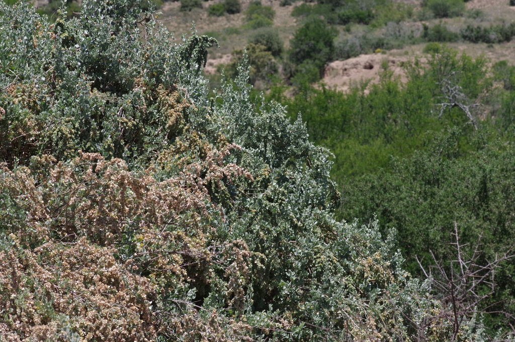 Old Man Saltbush from Carlisle Bridge (350) towards the N10 near ...