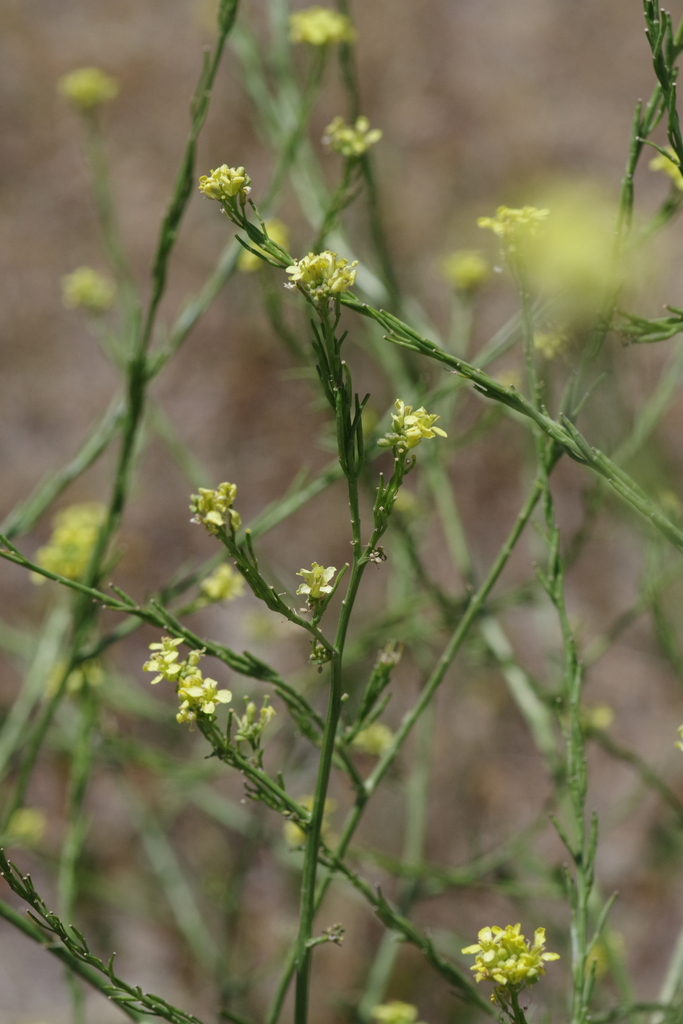 Shortpod Mustard from Carlisle Bridge (350) towards the N10 near ...