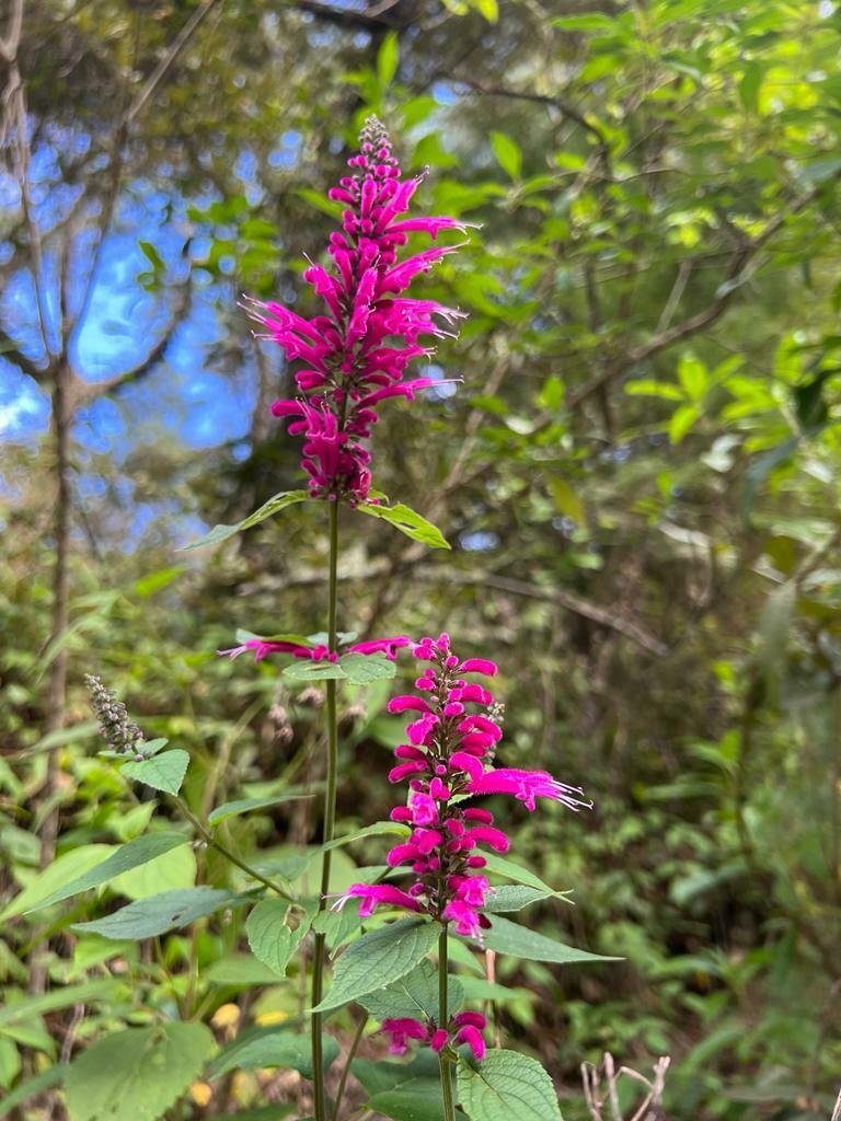 Mexican fuchsia sage from San Gabriel, Jal., México on November 25 ...