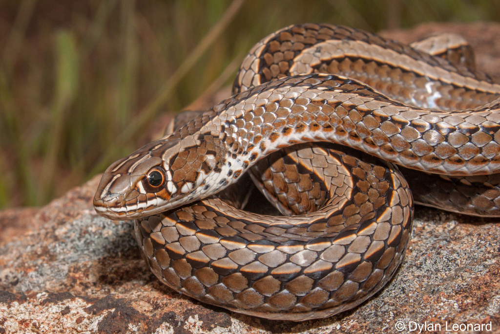 Cross-marked Sand Snake from Harry Gwala District Municipality, South ...
