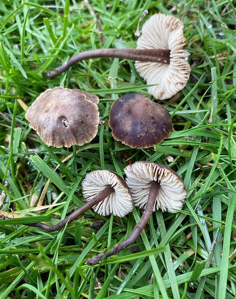 Cucumber Cap from Budd St NW, Olympia, WA, US on November 29, 2023 at ...