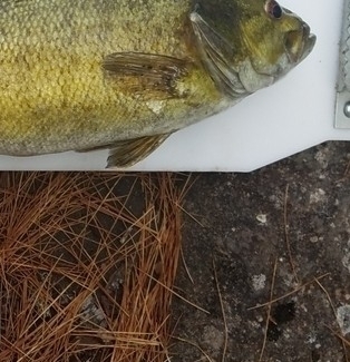 Black Spot Disease from Crystal Bay Township, MN, USA on July 1, 2019 ...