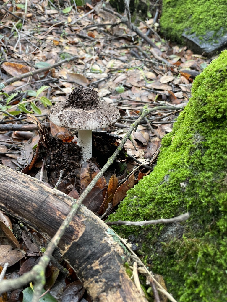 grisette from Powerhouse Canal Loop Trail, Folsom, CA, US on January 6 ...