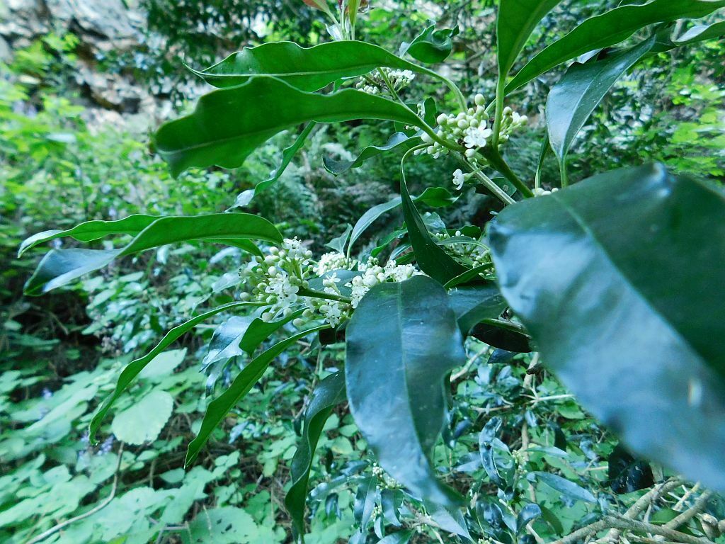 Cape Holly from Noupoort Greyton, 7233, South Africa on November 27 ...