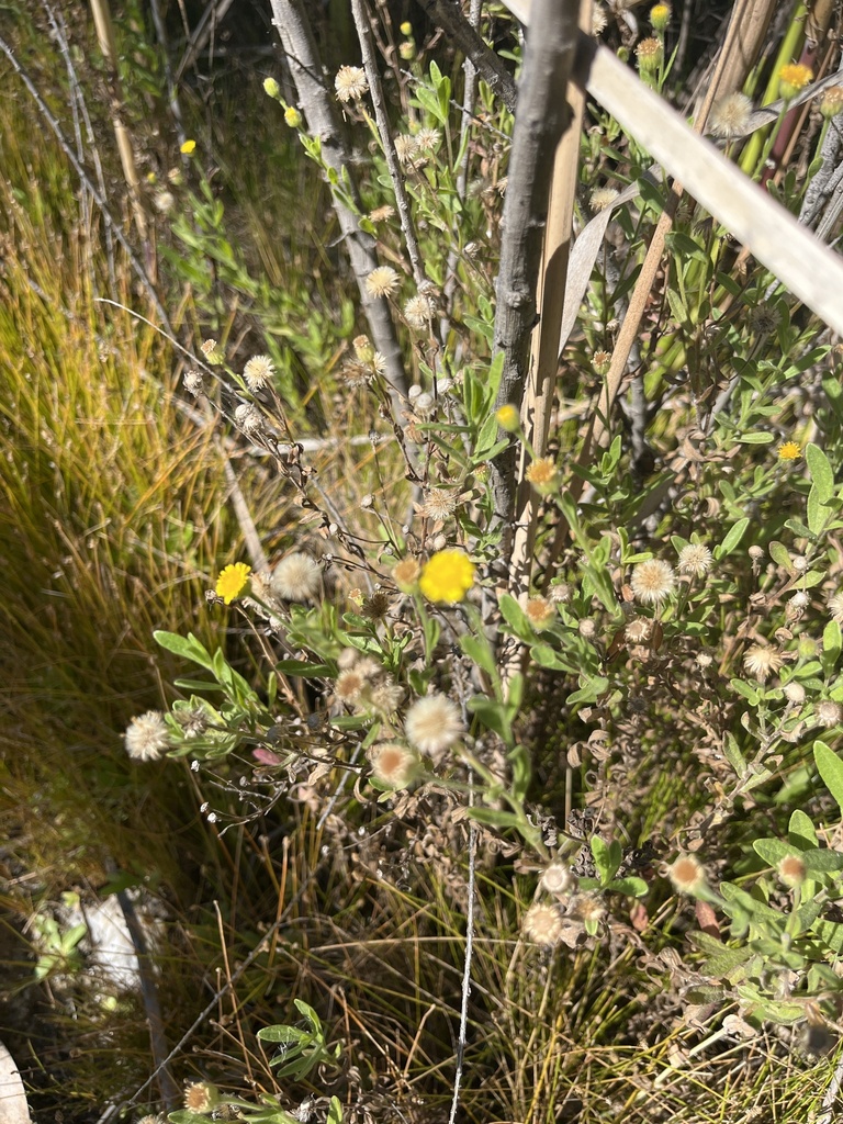 Spanish False Fleabane from Mecca, CA, US on October 25, 2023 at 12:38 ...