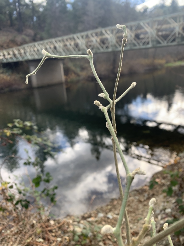 plants from Whiskeytown National Recreation Area, Igo, CA, US on ...
