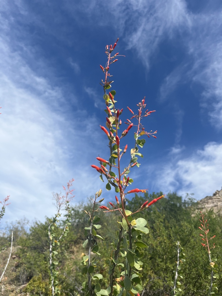 Adam's tree from Los Cabos, B.C.S., MX on November 30, 2023 at 01:43 PM ...