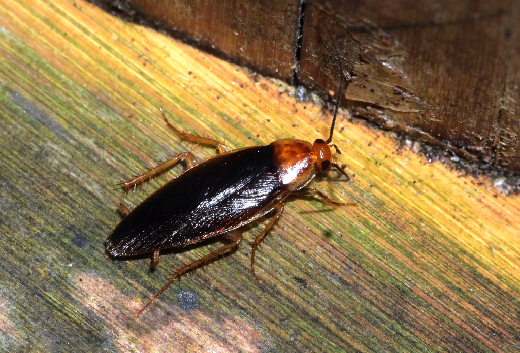Giant and Wood Cockroaches from Sibulan, Negros Oriental, Philippines ...