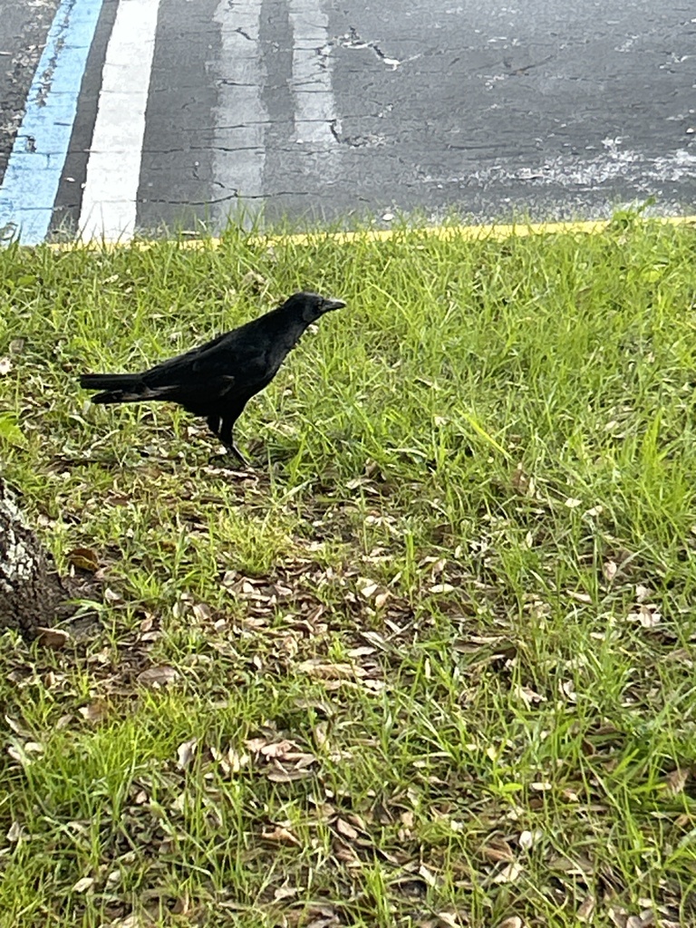 American Crow from University of Central Florida, Orlando, FL, US on ...