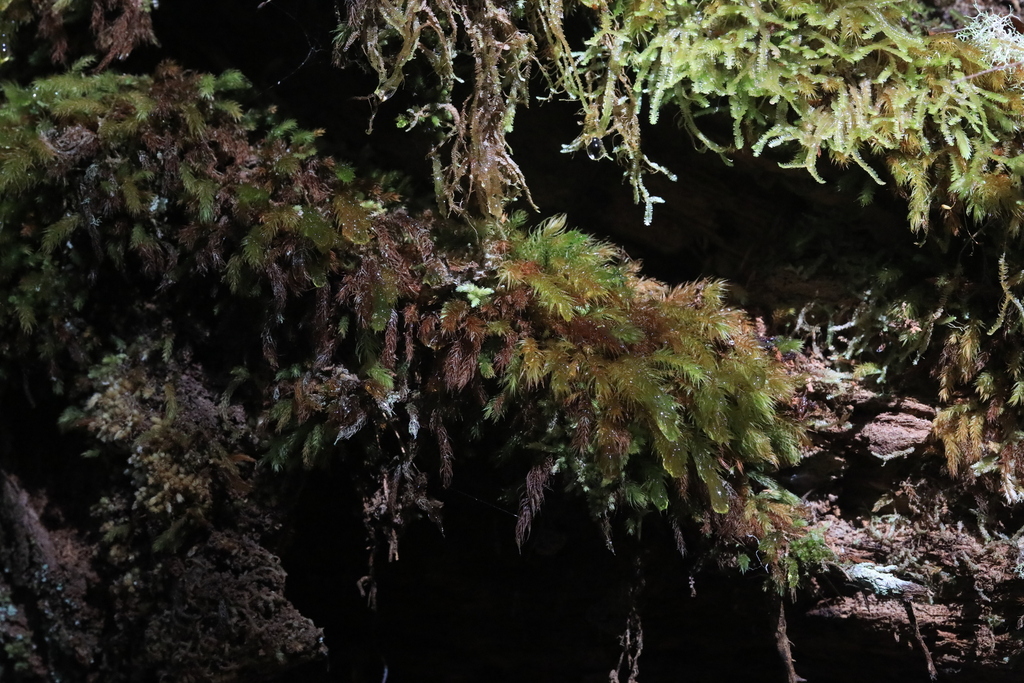 Pyrrhobryum from Upper Orara NSW 2450, Australia on November 27, 2023 ...