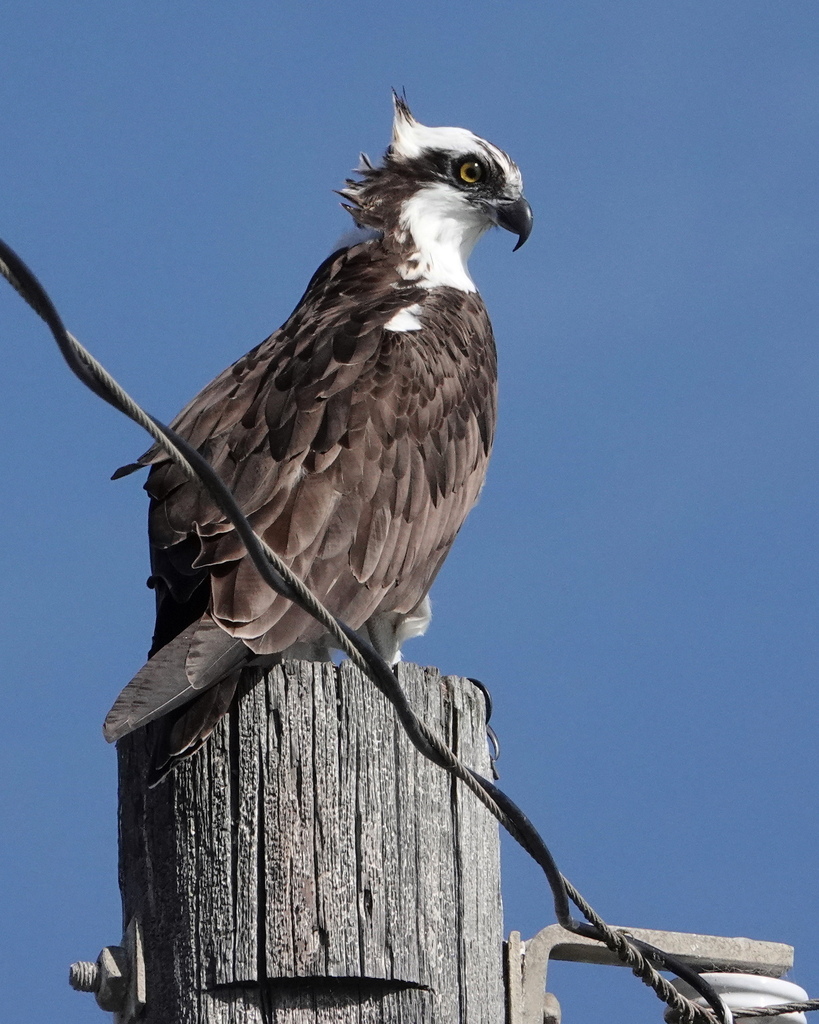 Osprey from Black Point, Santa Cruz, CA, USA on November 30, 2023 at 12 ...