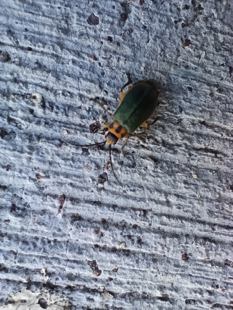 Skeletonizing Leaf and Flea Beetles from Monte Escobedo, Zac., México ...