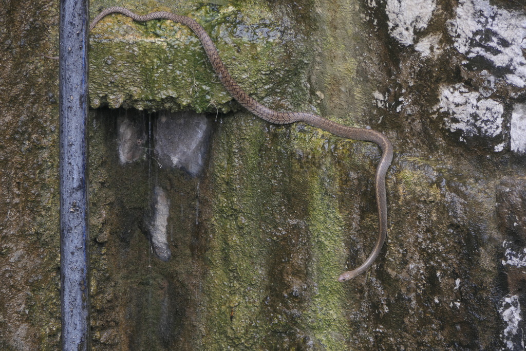 Oriental Rat Snake from Vasudevanallur, Tamil Nadu 627758, India on ...