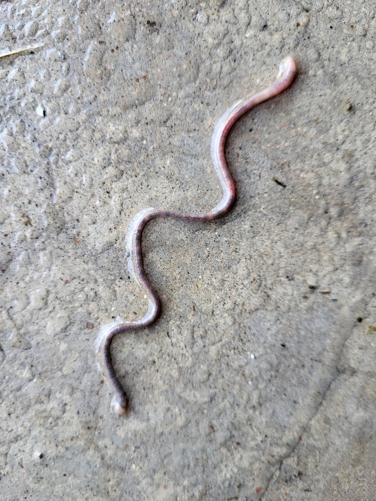Common Earthworm from Windsor Park, Austin, TX, USA on November 30 ...